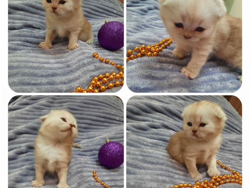 Шотландские вислоухие котята