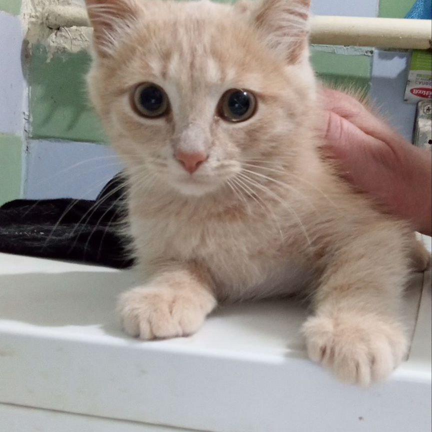 Котята