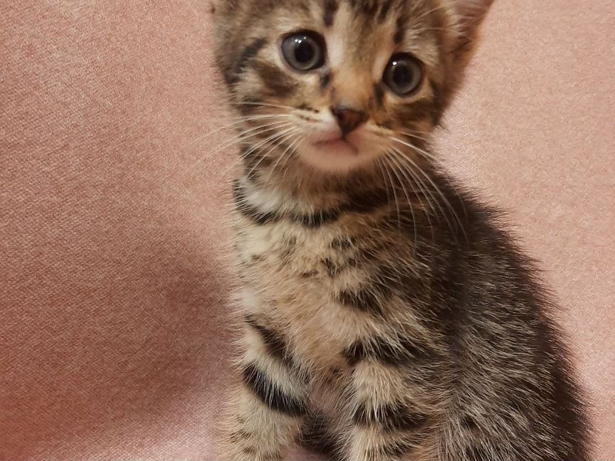 Шпротные котята ищут дом