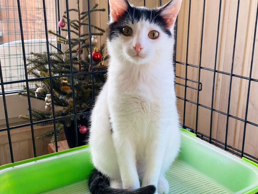 Ласковый котёнок в дар