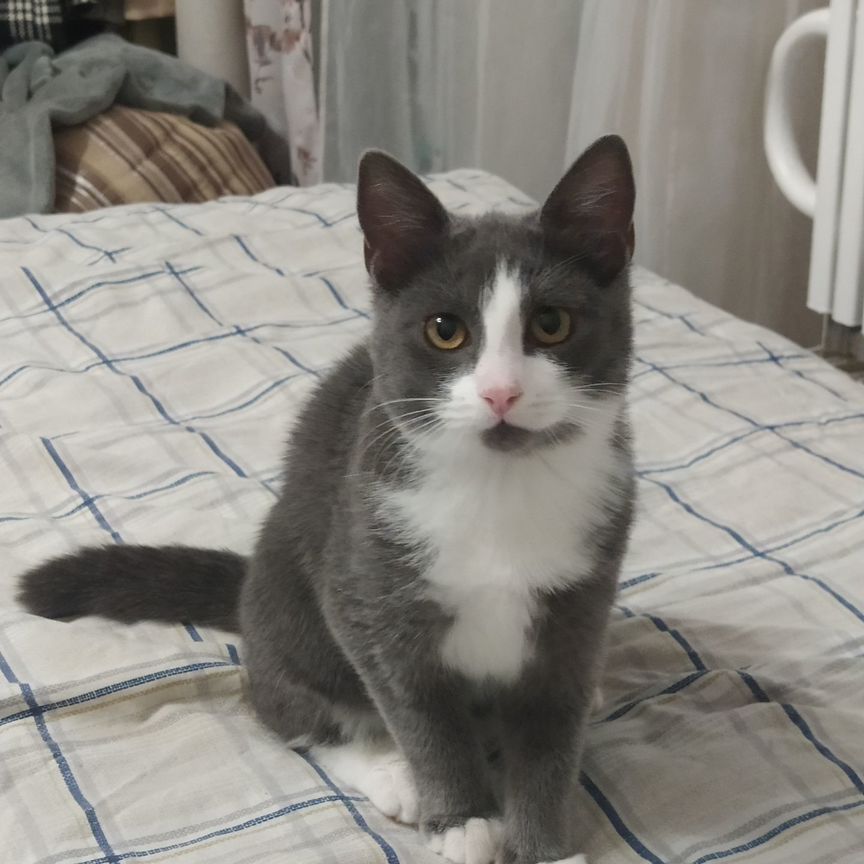 Котенок Мышка