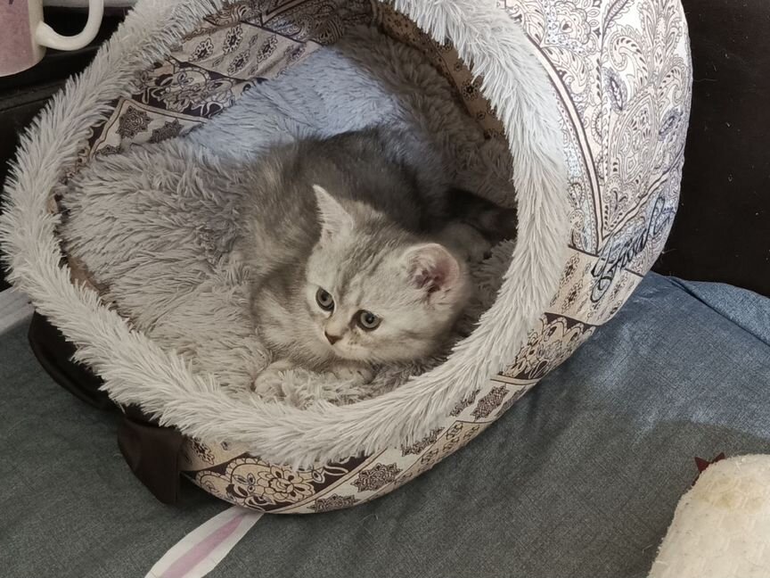 Британские котята