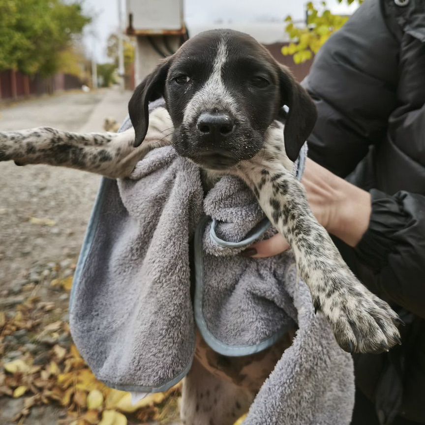 Охотничьи собаки щенки