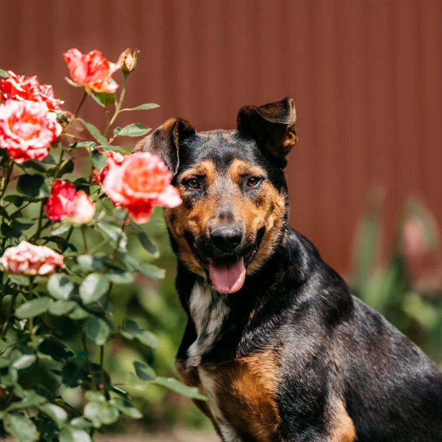 Лучшие фото в цветочка -для бабушки