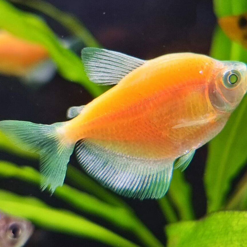 Тернеции glofish, скалярия