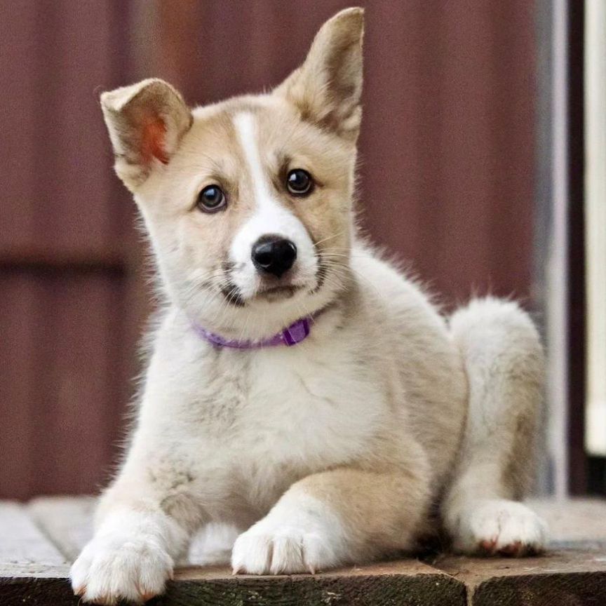 Лайка, щенок