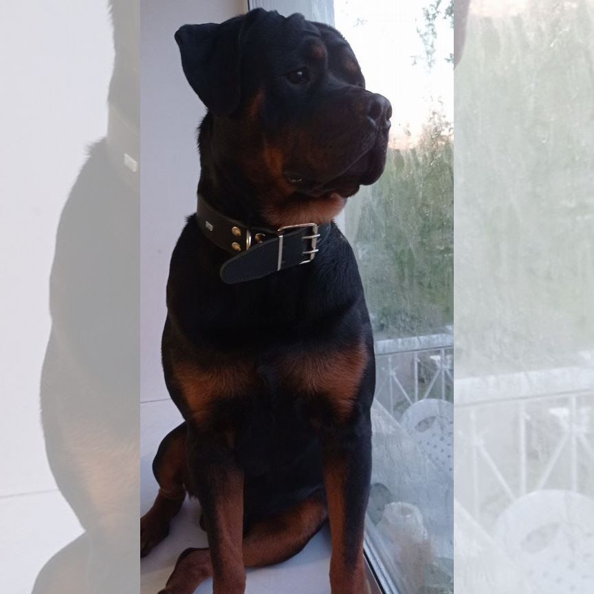 Щенки ротвейлера продажа новосибирск