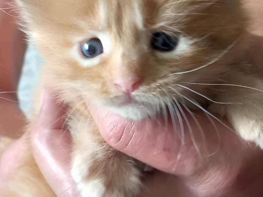 Котята мейн-кун