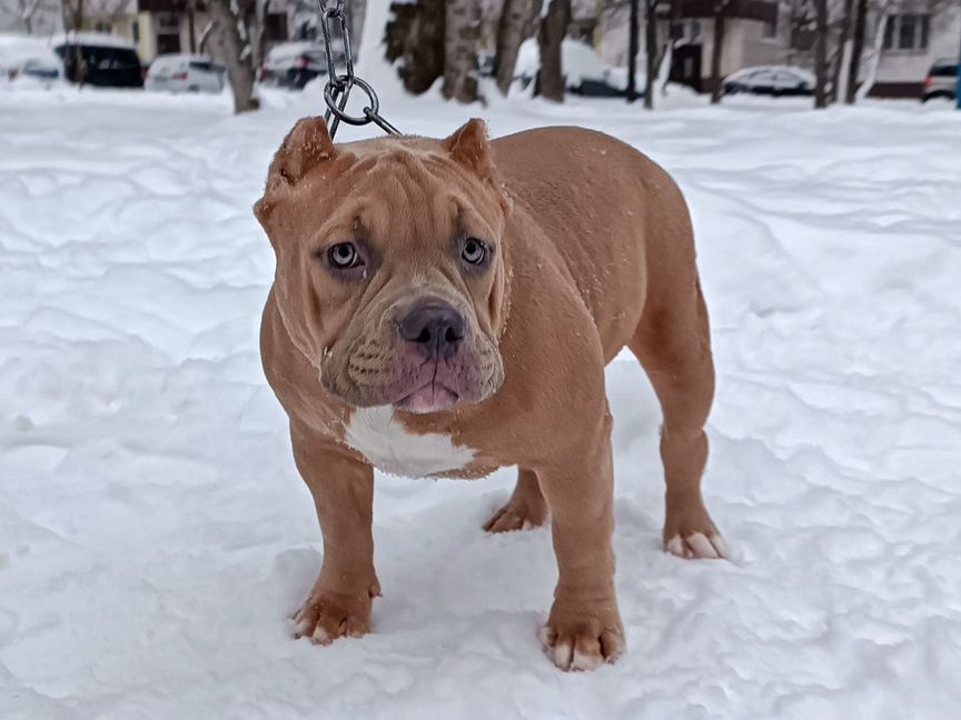 Щенки американского булли