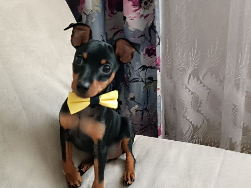 Щенки цвергпинчера