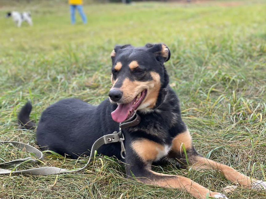 Молодой собаке Гретте хочется жить дома