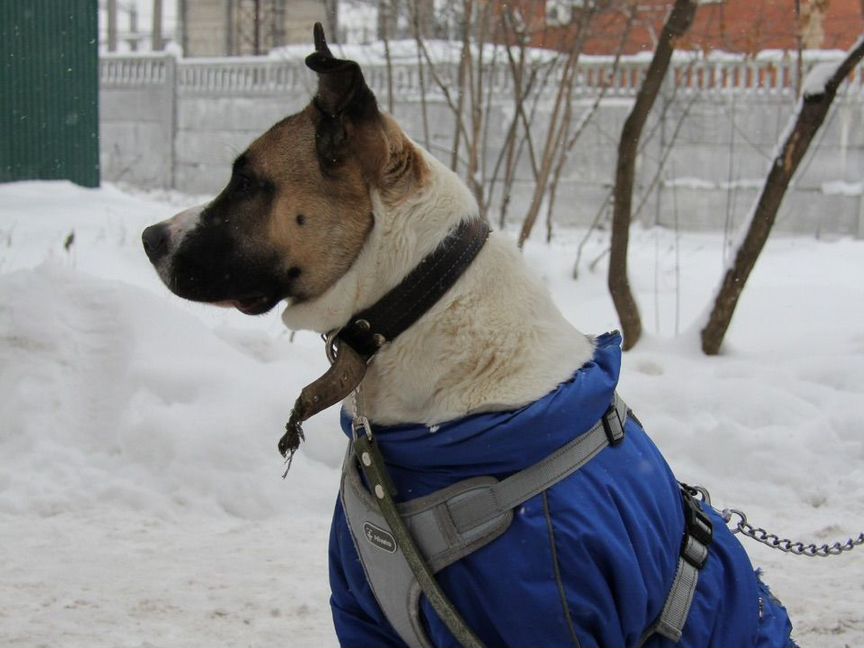Молодой пес замерзает в приюте