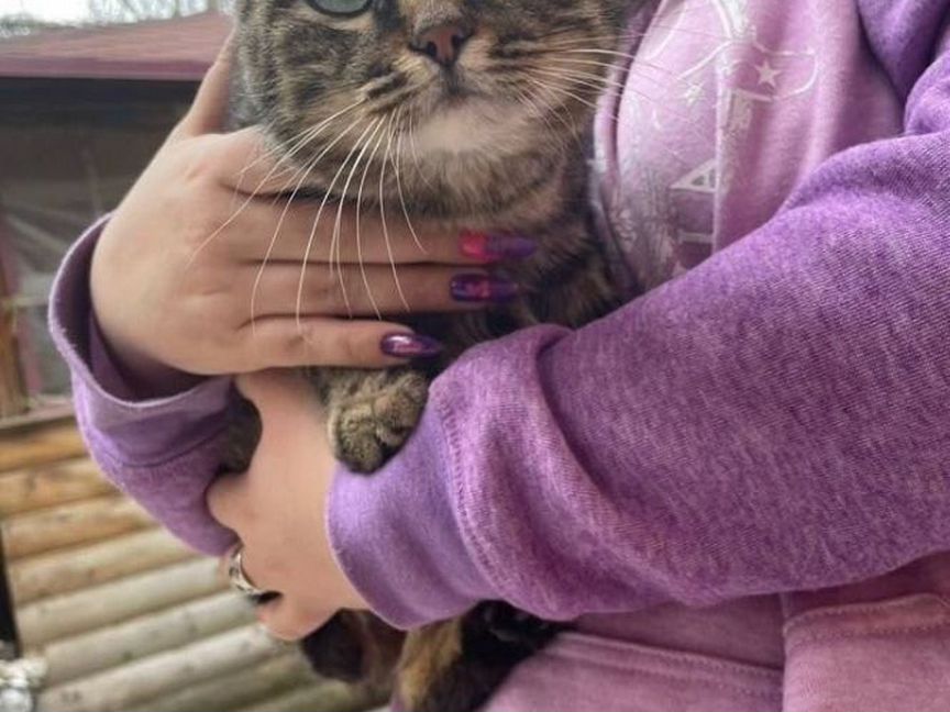 Кошечка, около 1 года