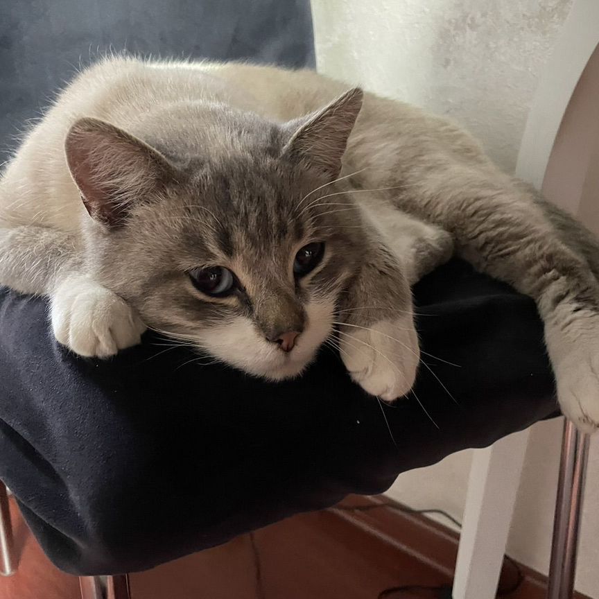 Европейская короткошёрстная кошка, взрослая