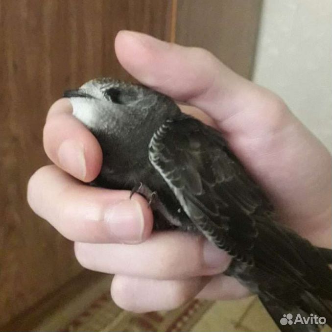 Нашли стрижа отдадим на выкормление