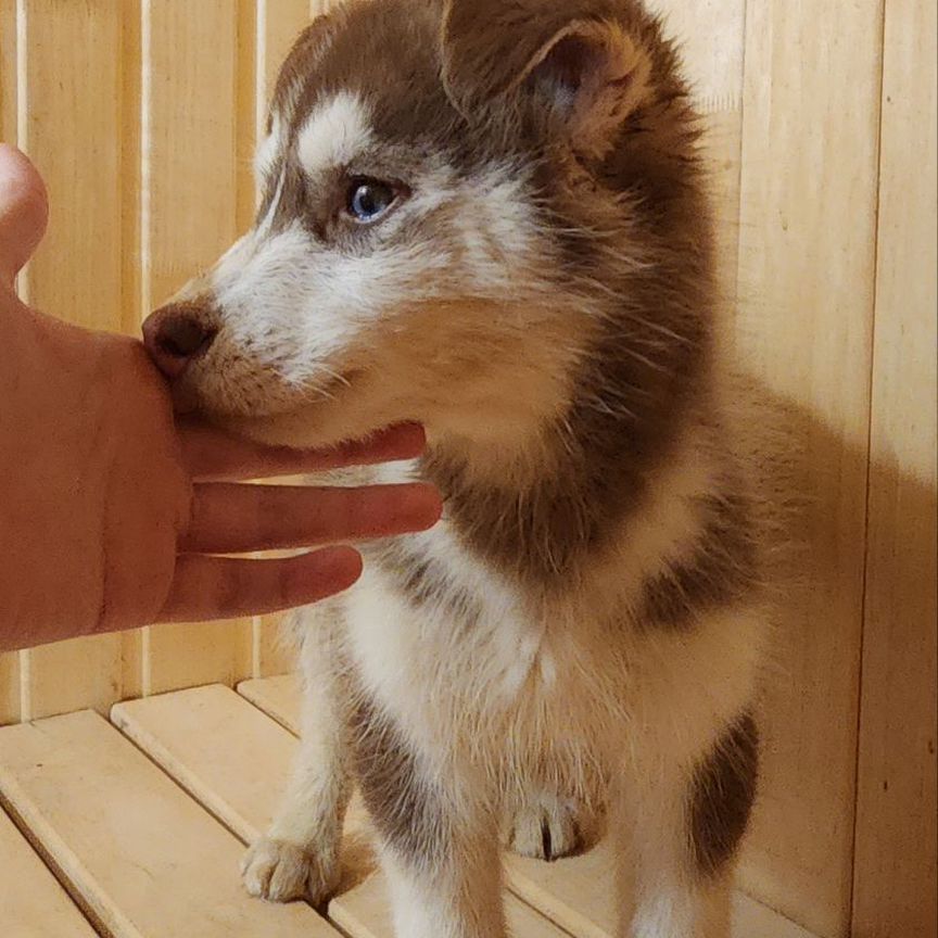 Щенки хаски