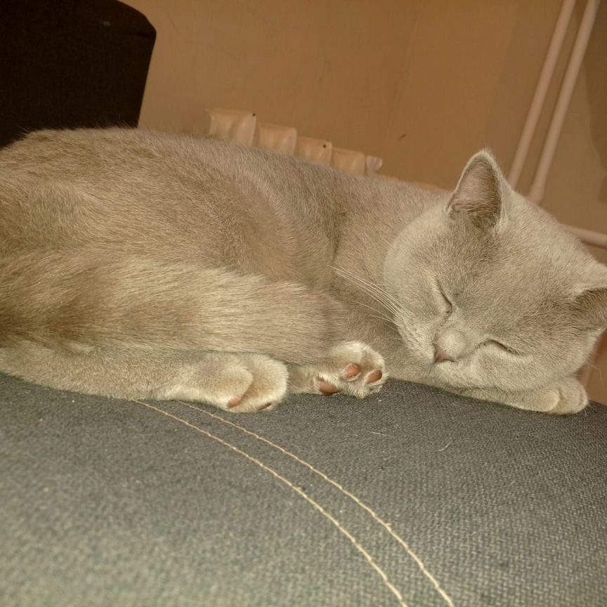 Британский кот
