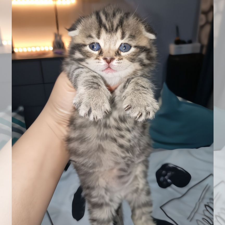 Шотландский вислоухий короткошёрстный котёнок