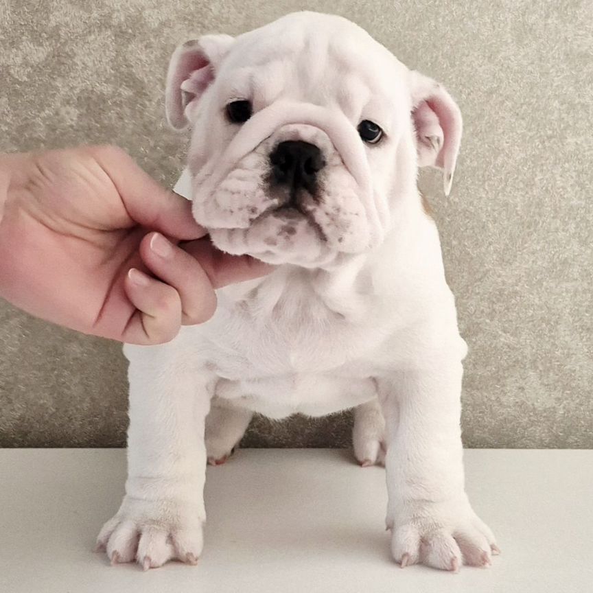 Английский бульдог, щенок