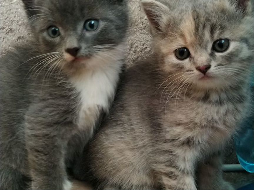 Котик и кошечка
