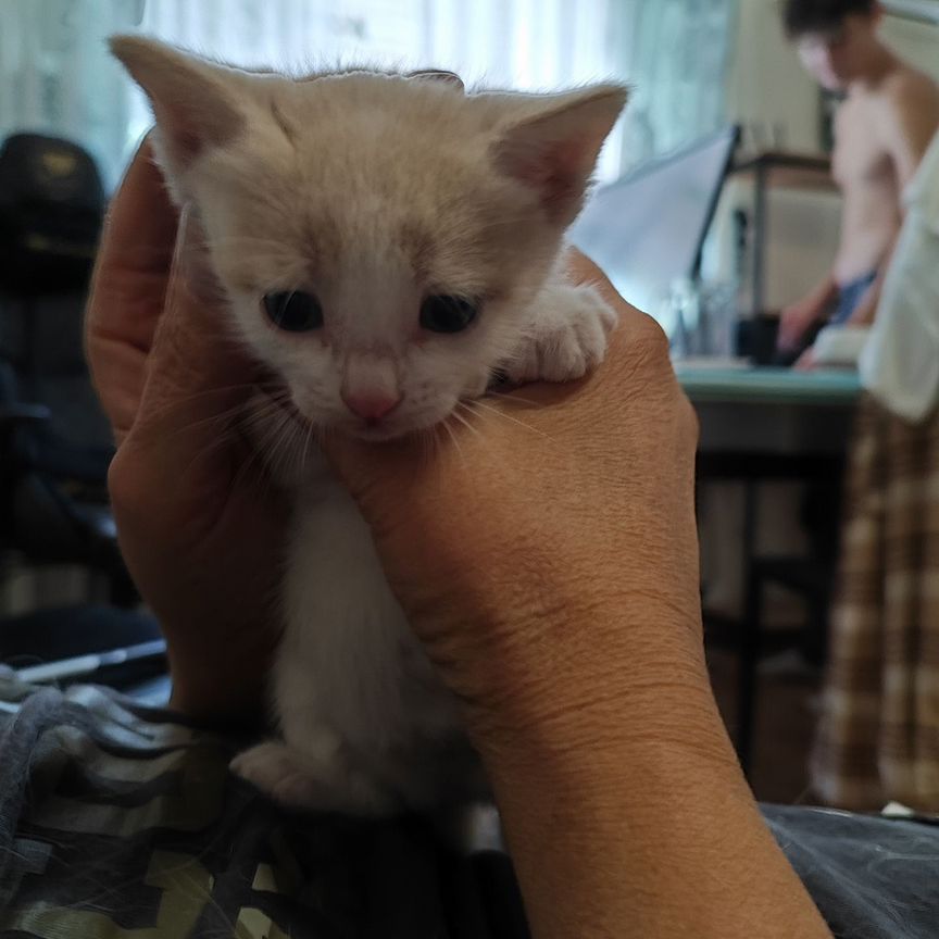 Котëнок, девочка, отдам бесплатно