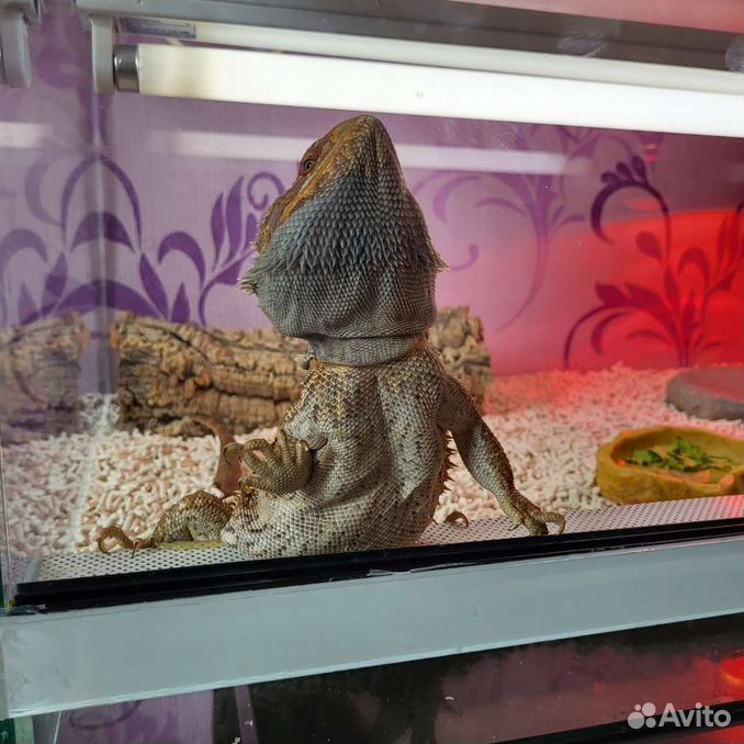 Бородатая агама