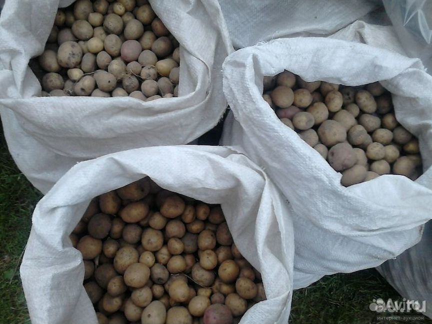 Картофель мелкий на корм скоту