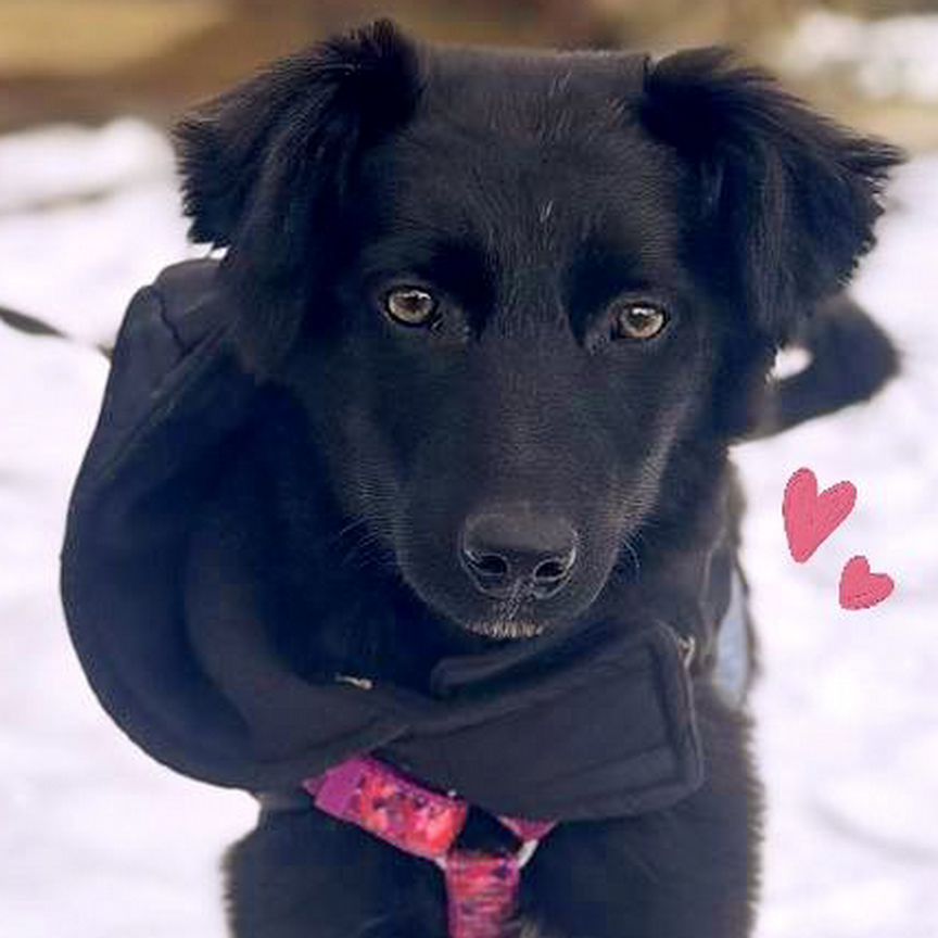 Щенок в добрые руки