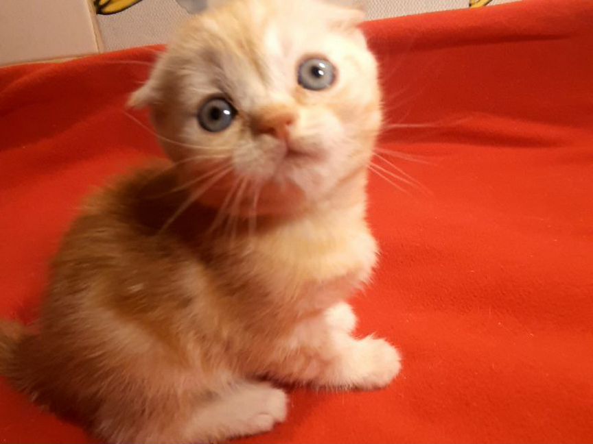 Шотландский котик