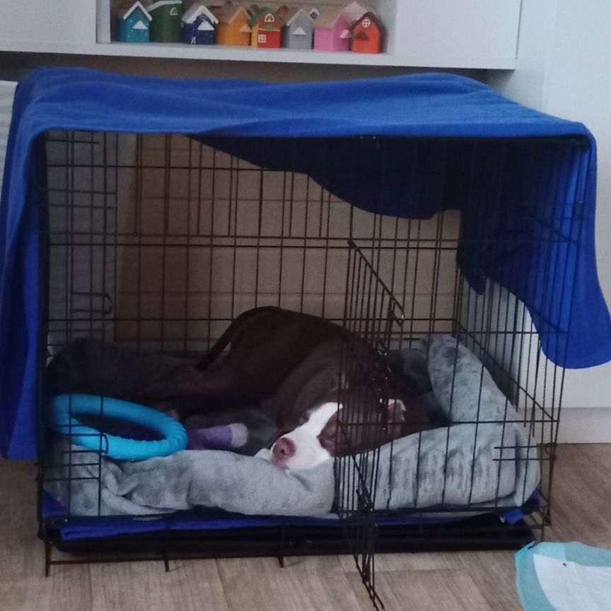 Клетка для собак новая