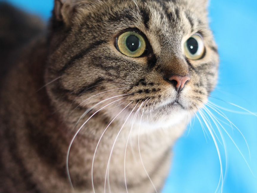 Любопытный мальчуган Родя