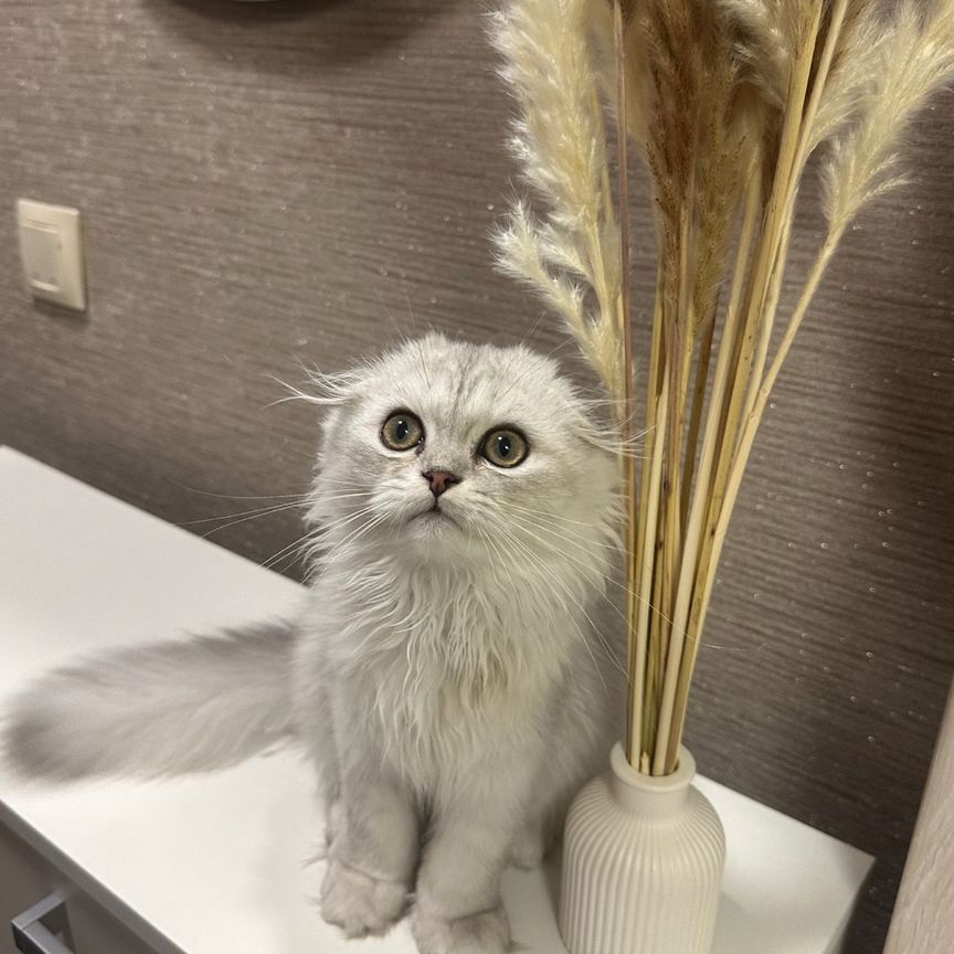 Плюшевые котята