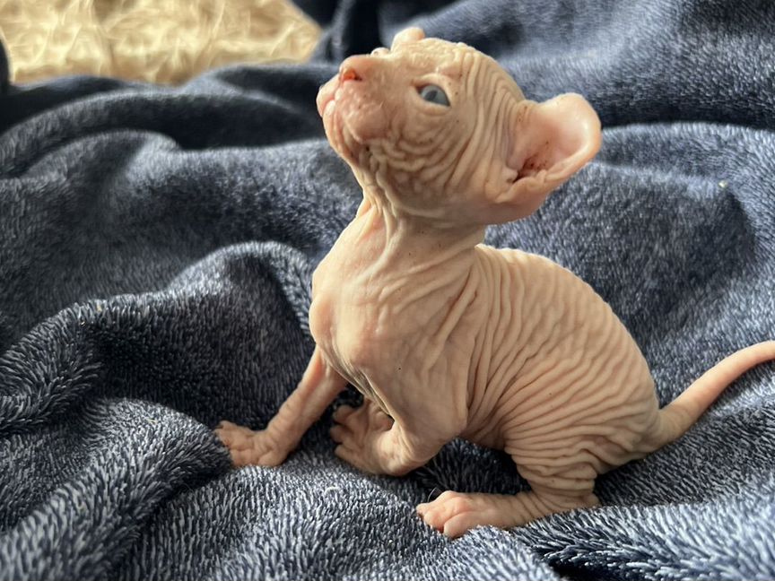 Эксклюзивные котята Эльфы