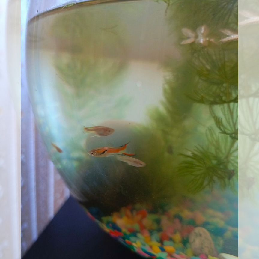 Аквариумные рыбки гуппи