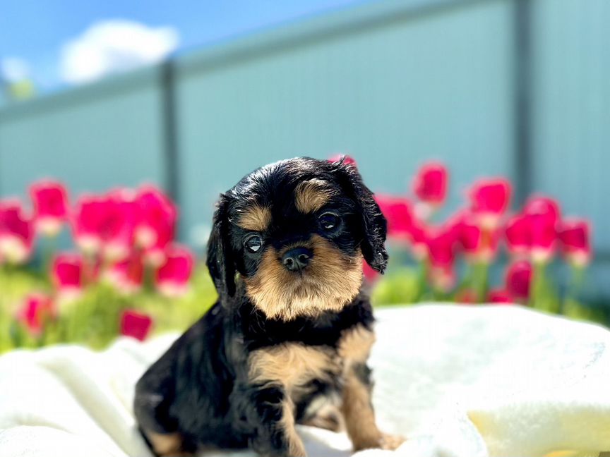 Кавалерчики к резерву