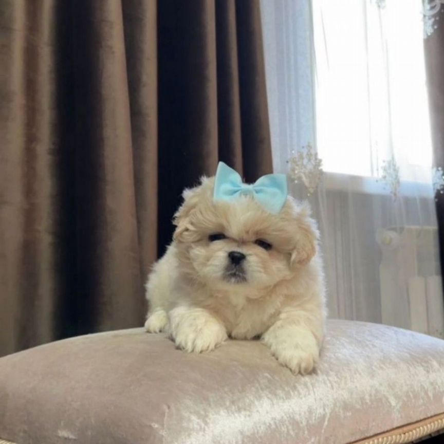 Пекинесики - Курносики