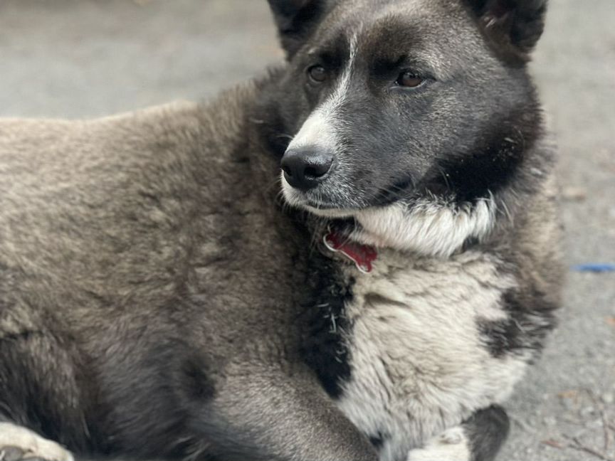 Коротколапая собачка в добрые руки