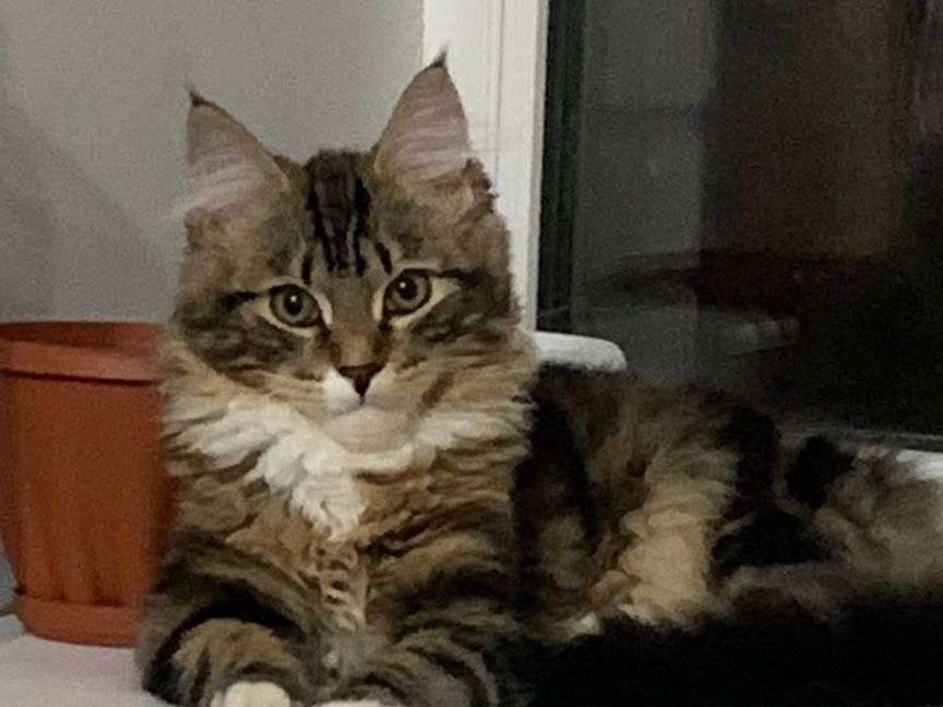 Котенок 4 месяца