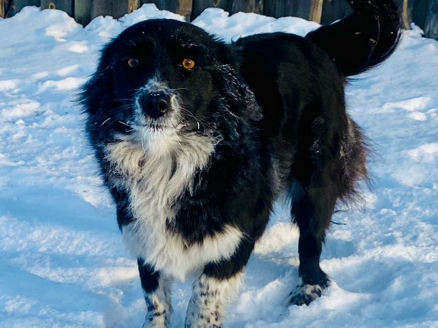 Приношу счастье в дом)