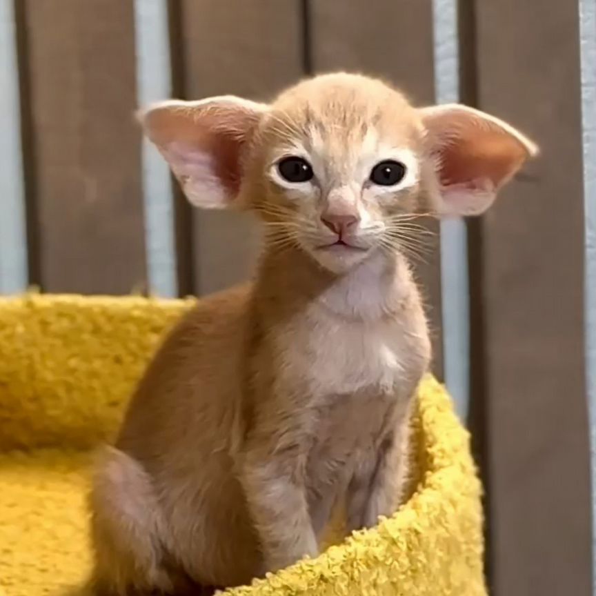 Ориентальные котята