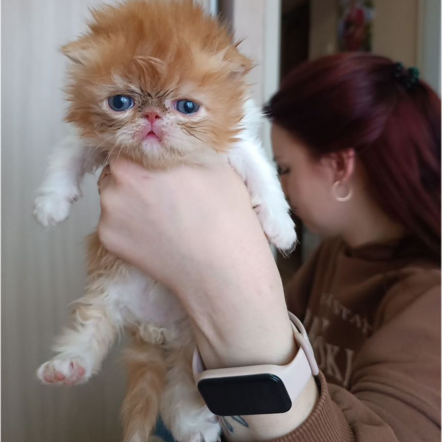 Экзотический короткошёрстный котёнок
