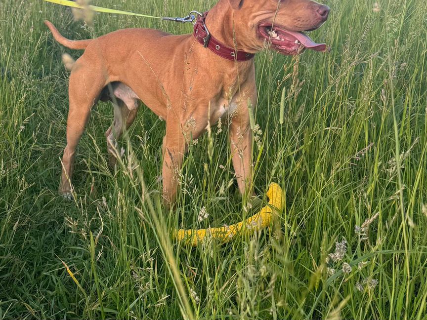 Питбуль в добрые руки