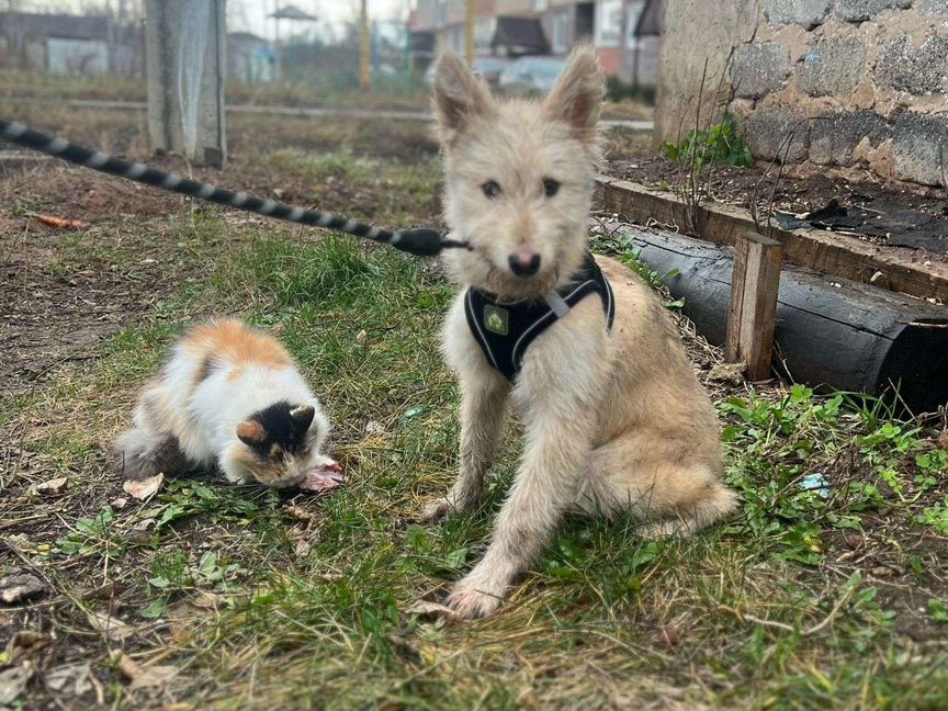 Щенки полупородистые бесплатно в добрые руки