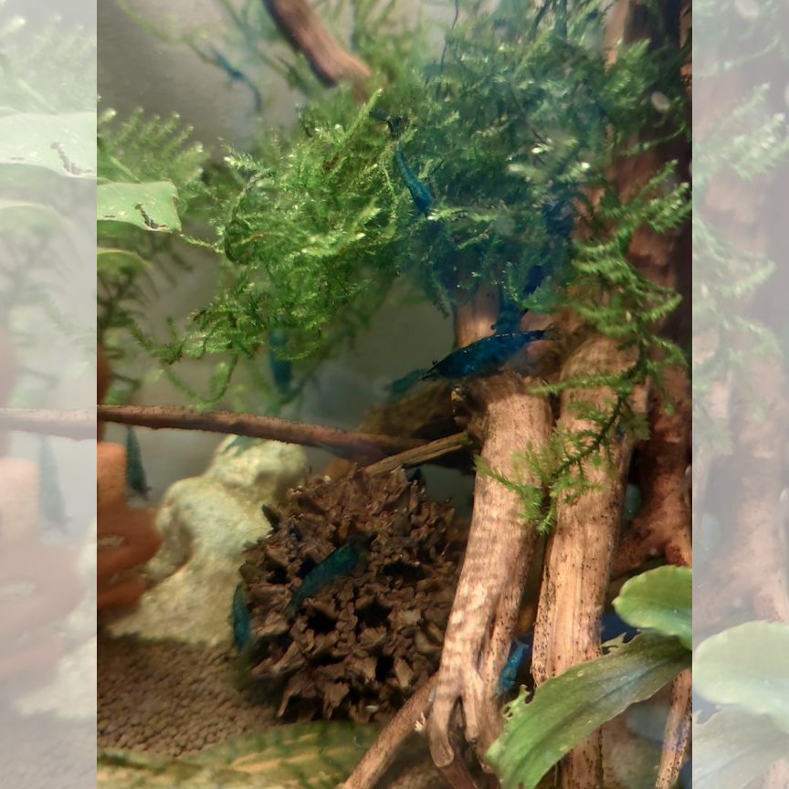 Креветки блю дрим 5 шт