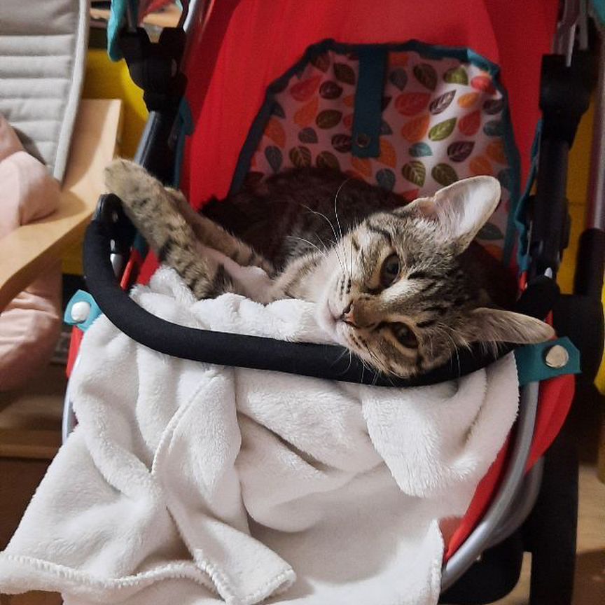 Котик 5 месяцев ищет дом