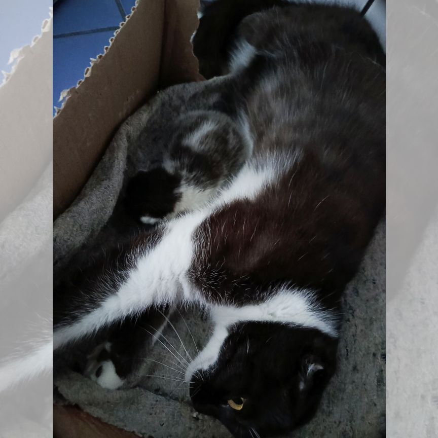 Котёнок , чёрно-белый окрас, с примесью британца