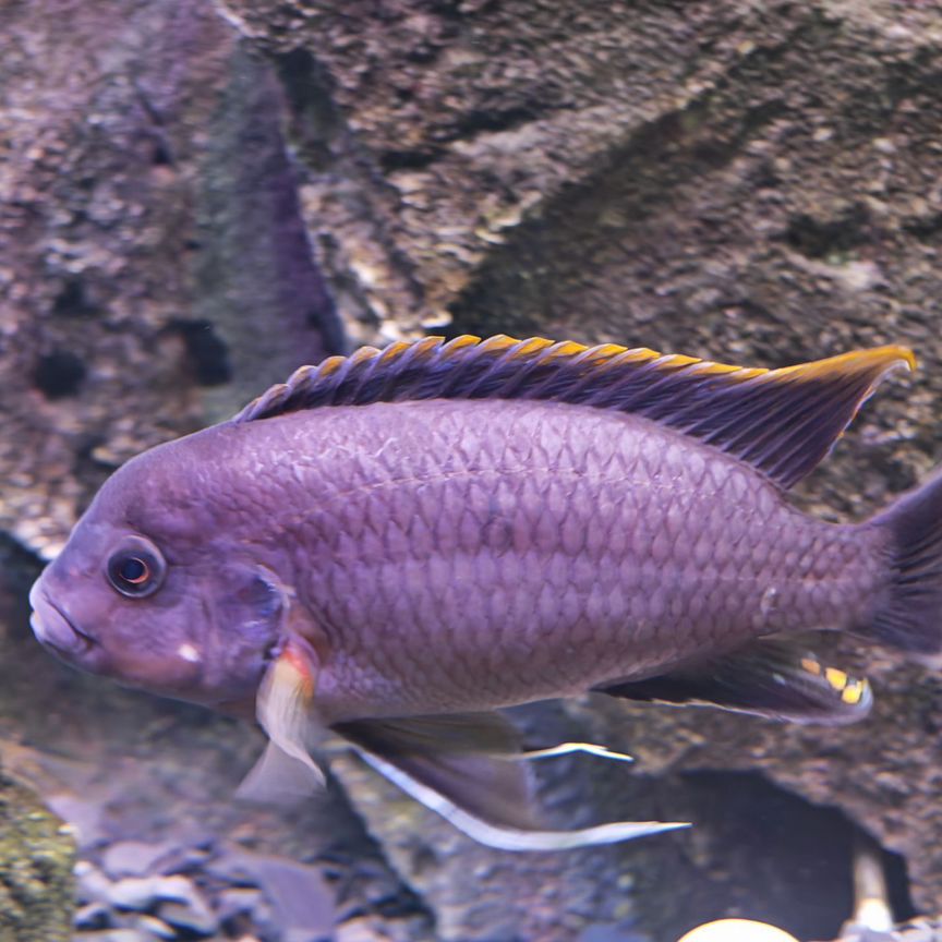 Псевдотрофеус ацей в добрые руки