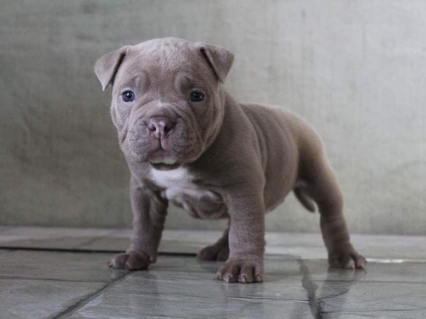 Шикарная девочка американский булли 2 месяца