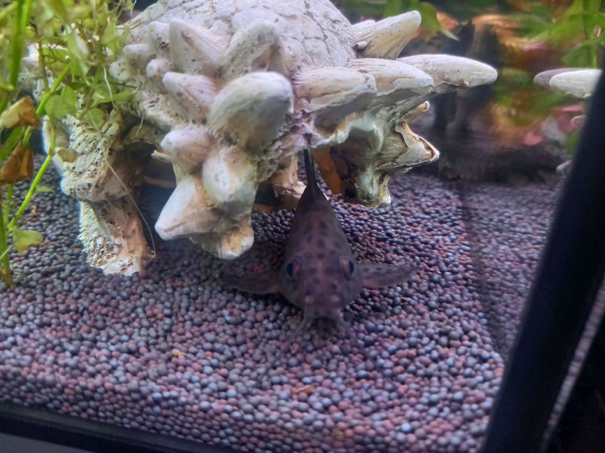 Сомики пятнистые