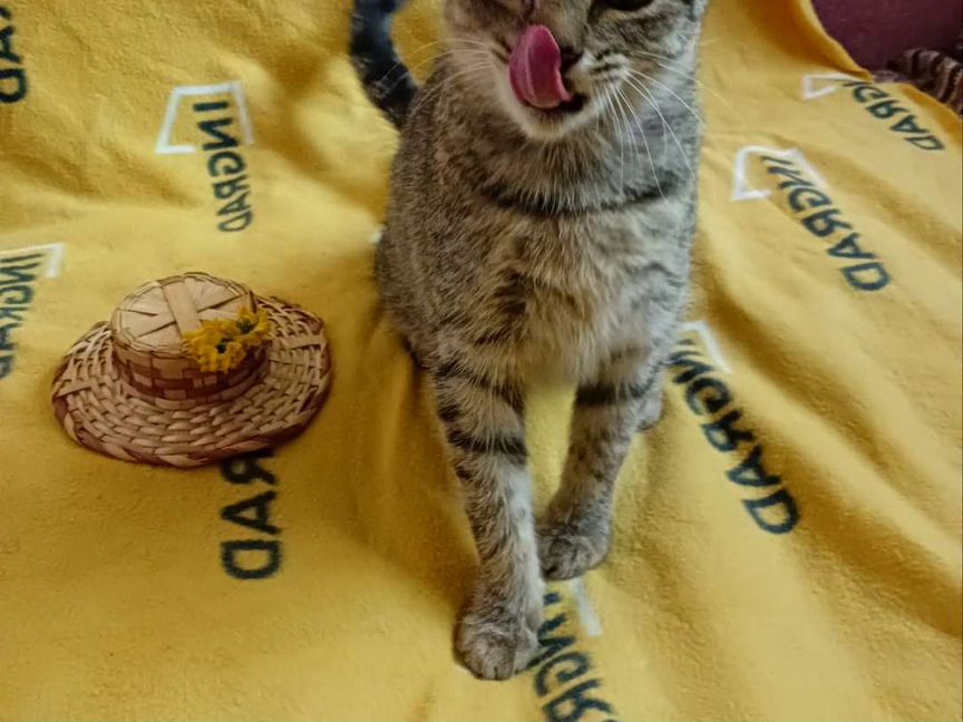 Кошка